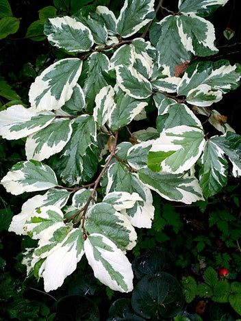 Buy Parrotia persica 'Lamplighter' Variegated Persian Ironwood — Mr ...