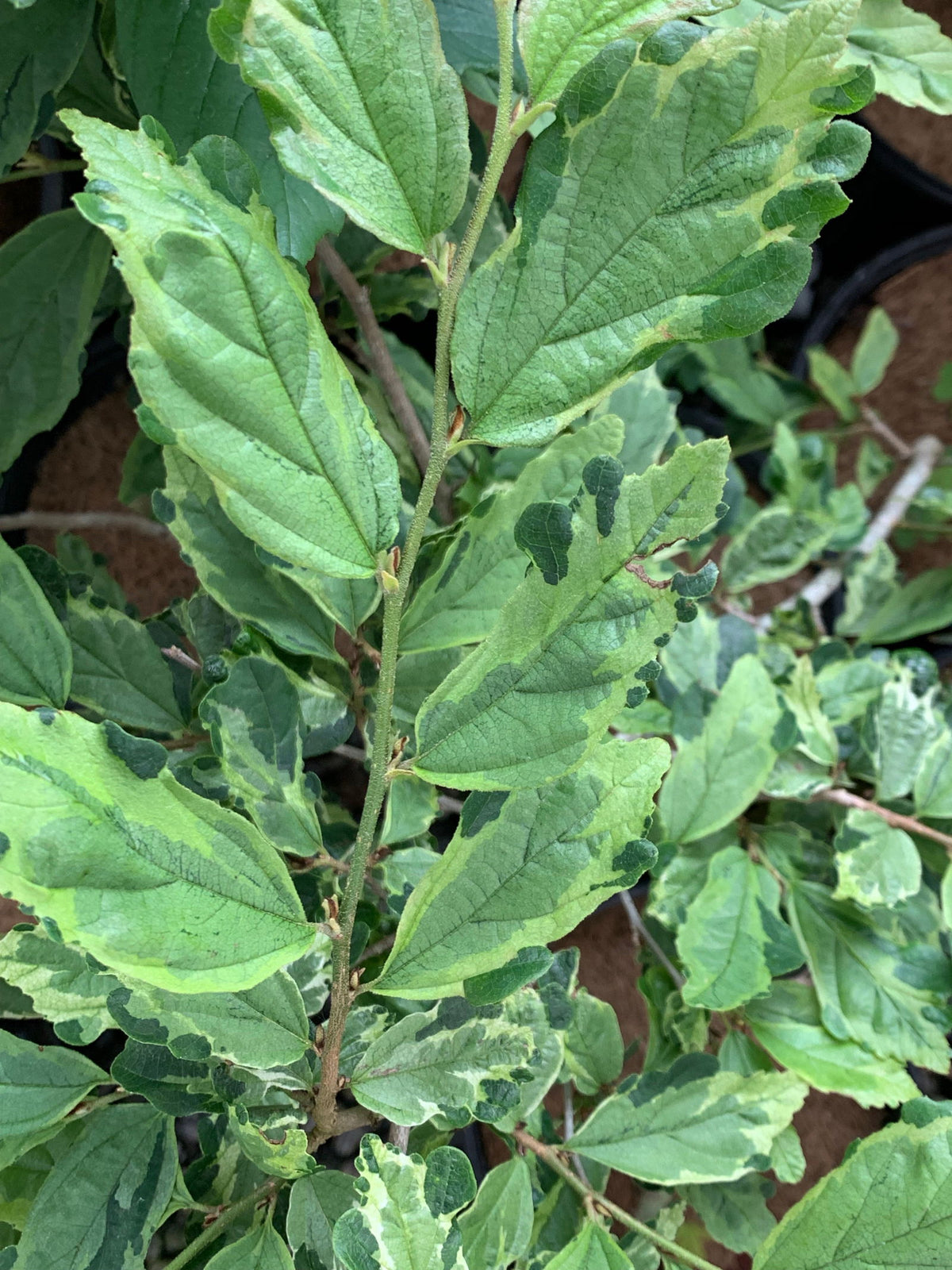 Buy Parrotia persica 'Persian Lace' Variegated Persian Ironwood — Mr ...