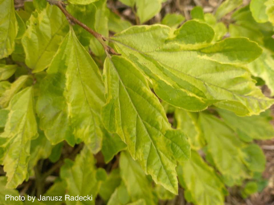 Buy Parrotia persica 'Persian Lace' Variegated Persian Ironwood — Mr ...