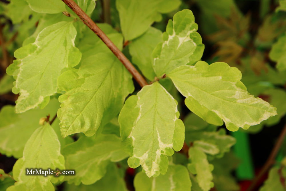 Buy Parrotia persica 'Persian Lace' Variegated Persian Ironwood — Mr ...