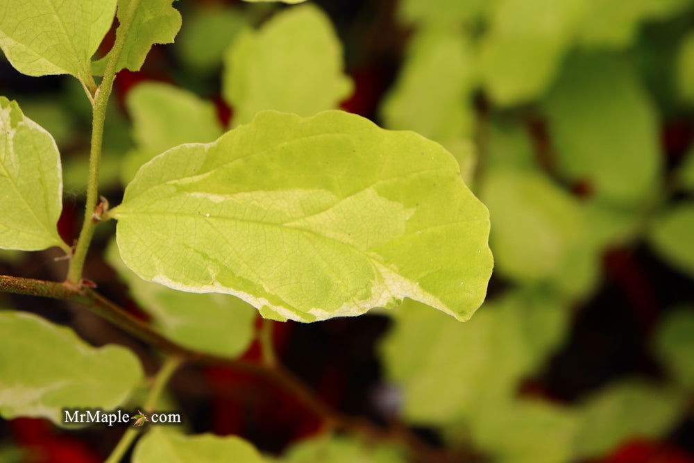 Buy Parrotia persica 'Persian Lace' Variegated Persian Ironwood — Mr ...
