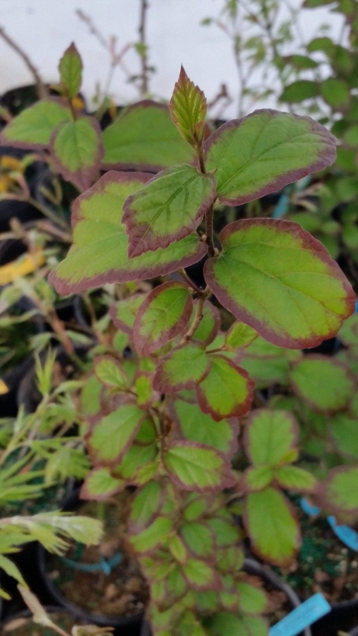 Buy Parrotia persica 'Persian Spire™' Columnar Persian Ironwood — Mr ...