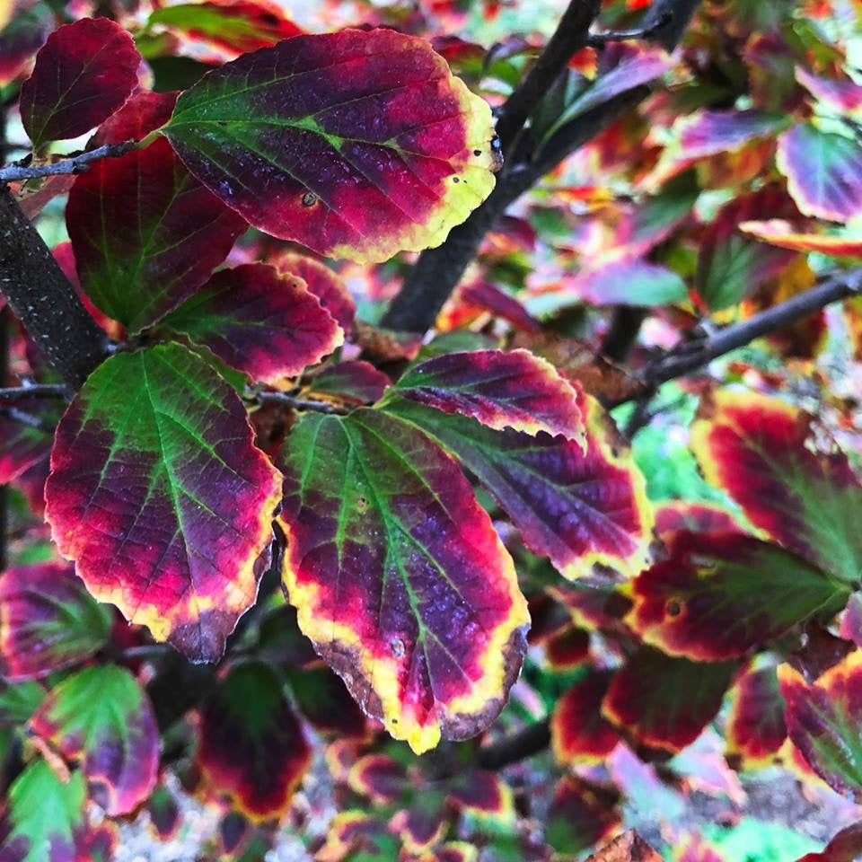 Buy Parrotia persica 'Persian Spire™' Columnar Persian Ironwood — Mr ...