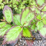 Buy Parrotia persica 'Persian Spire™' Columnar Persian Ironwood — Mr ...