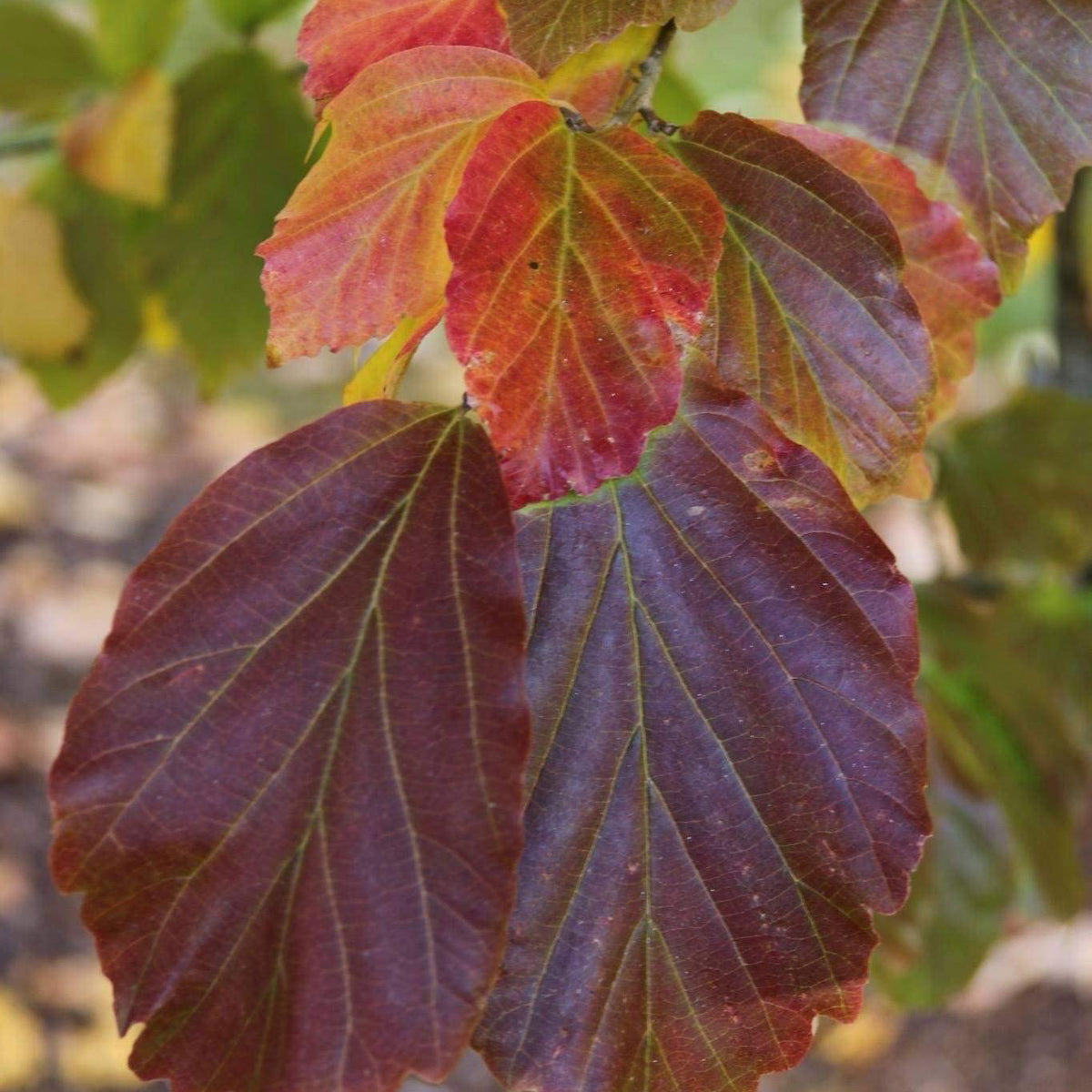 Buy Parrotia persica 'Ruby Vase' Persian Ironwood — Mr Maple │ Buy ...