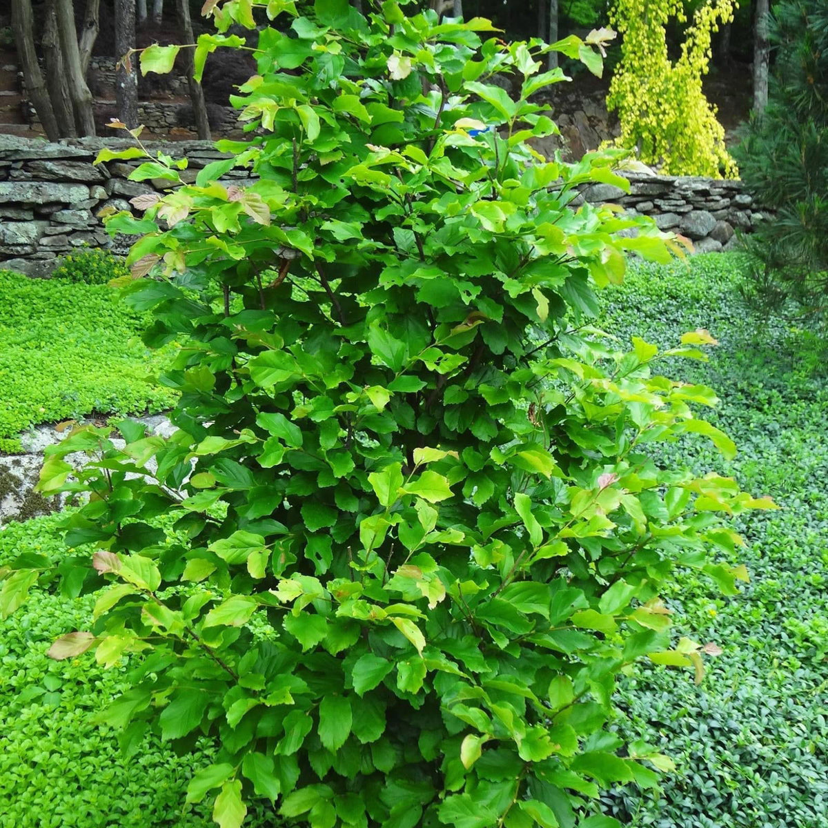 Buy Parrotia persica 'Vanessa' Tight Upright Persian Ironwood — Mr ...