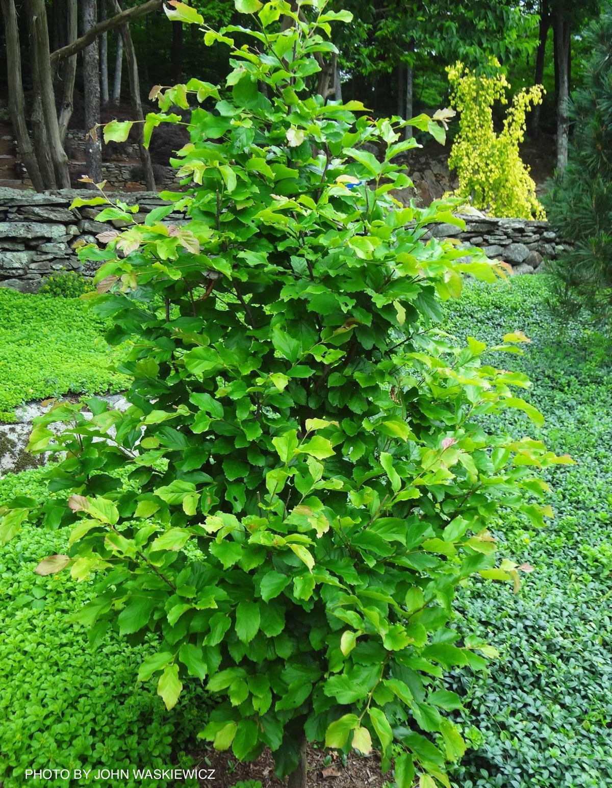 Buy Parrotia persica 'Vanessa' Tight Upright Persian Ironwood — Mr ...