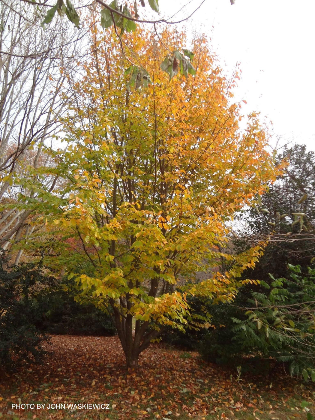 Buy Parrotia persica 'Vanessa' Tight Upright Persian Ironwood — Mr ...