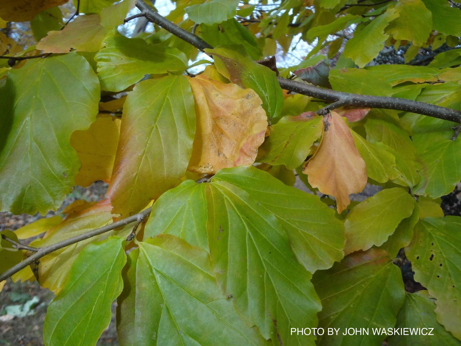 Buy Parrotia persica 'Vanessa' Tight Upright Persian Ironwood — Mr ...