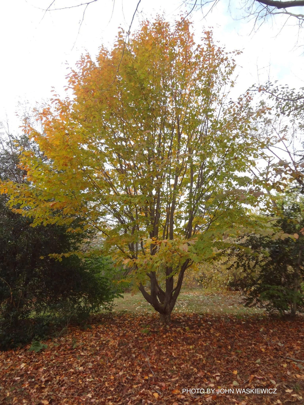 Buy Parrotia persica 'Vanessa' Tight Upright Persian Ironwood — Mr ...