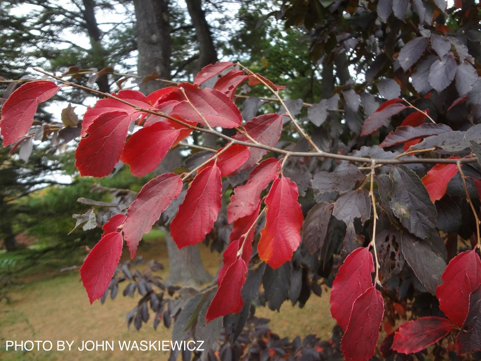 Buy Parrotia subaequalis Chinese Ironwood — Mr Maple │ Buy Japanese ...