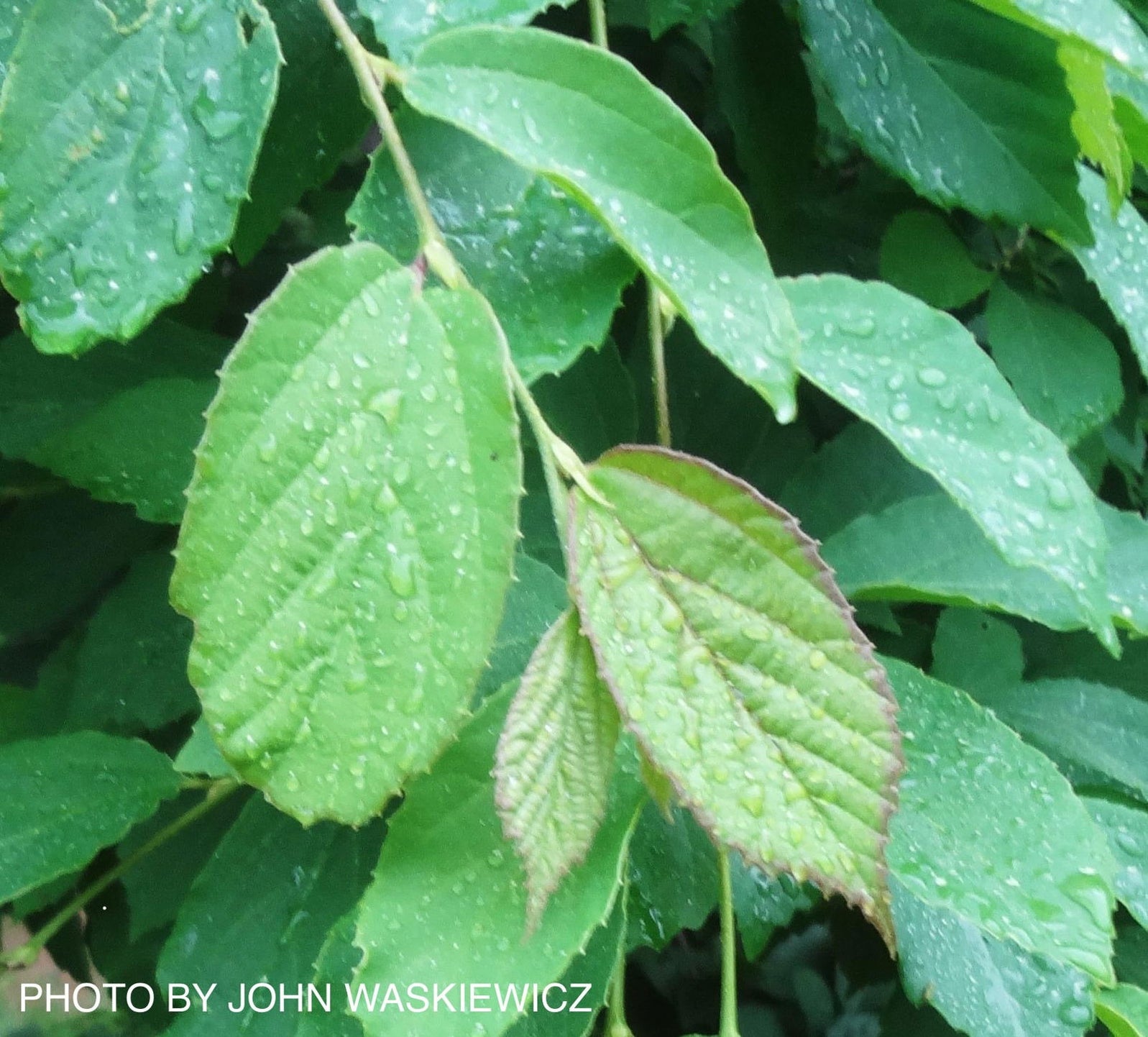 Buy Parrotia subaequalis Chinese Ironwood — Mr Maple │ Buy Japanese ...