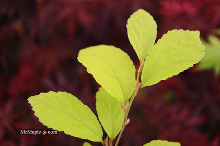 Buy Parrotia subaequalis Chinese Ironwood — Mr Maple │ Buy Japanese ...