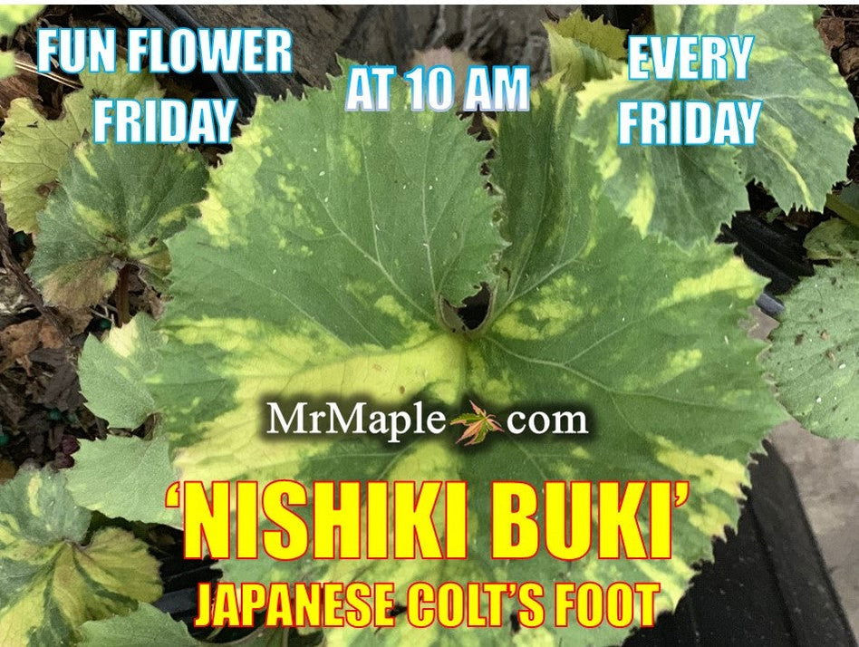 Petasites japonicus 'Nishiki-buki' Variegated Japanese Colt's Foot — Mr ...