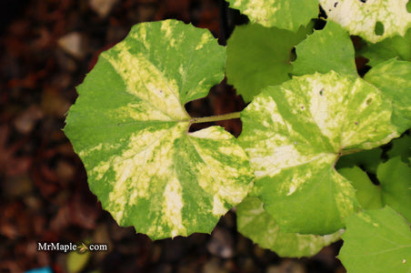 Petasites japonicus 'Nishiki-buki' Variegated Japanese Colt's Foot — Mr ...