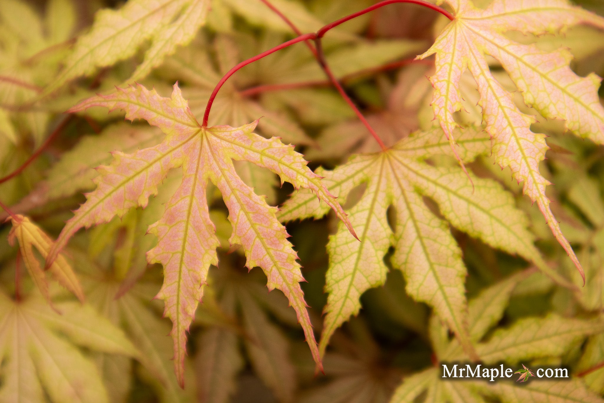 Buy Acer palmatum 'Phantom Flame' Japanese Maple — Mr Maple │ Buy ...