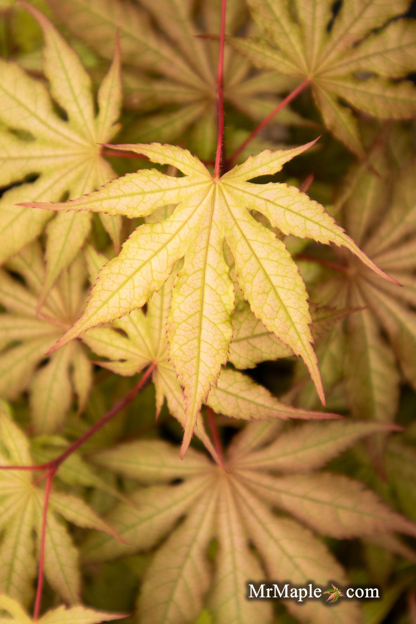 Buy Acer palmatum 'Phantom Flame' Japanese Maple — Mr Maple │ Buy ...