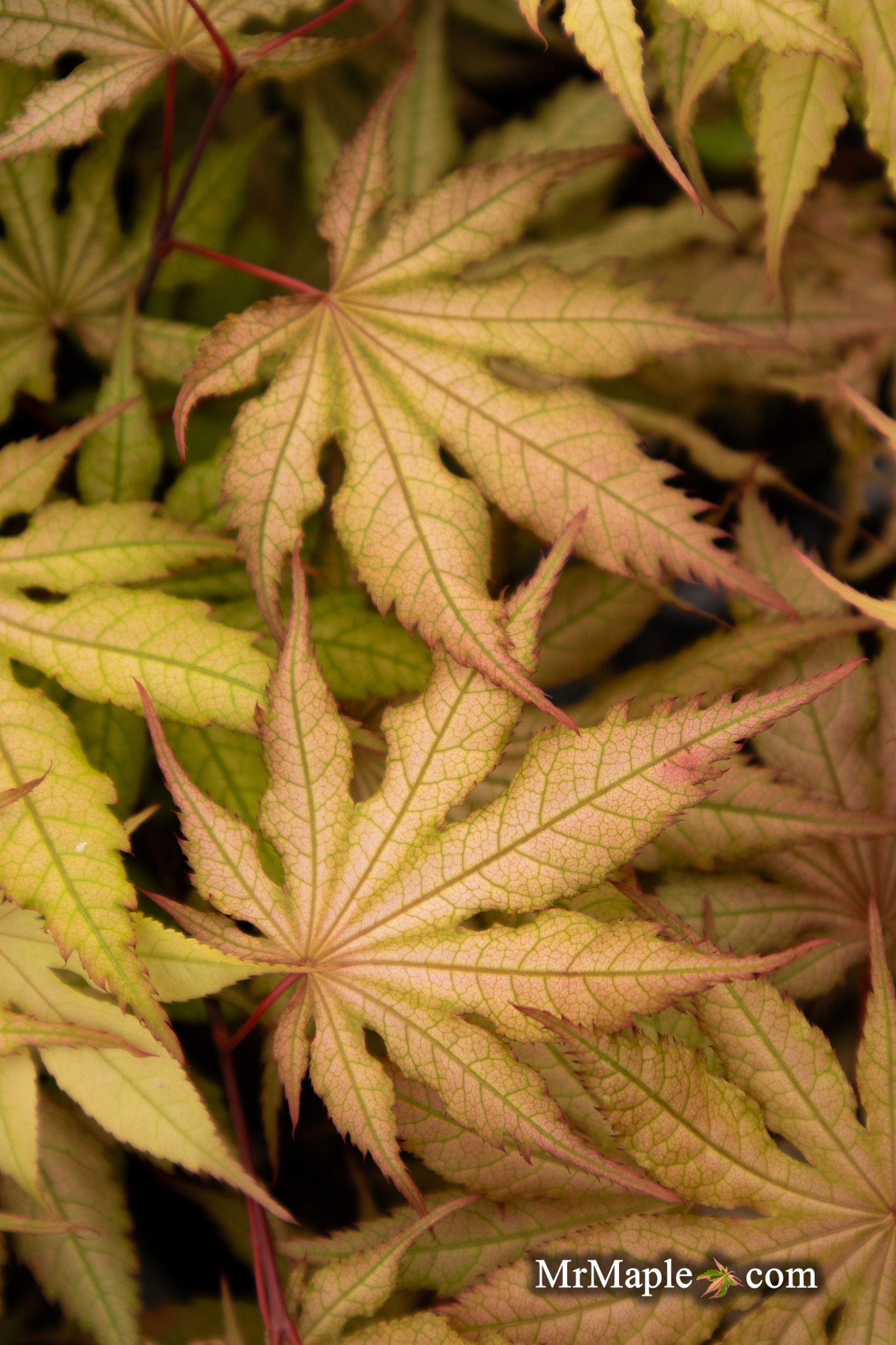 Buy Acer palmatum 'Phantom Flame' Japanese Maple — Mr Maple │ Buy ...