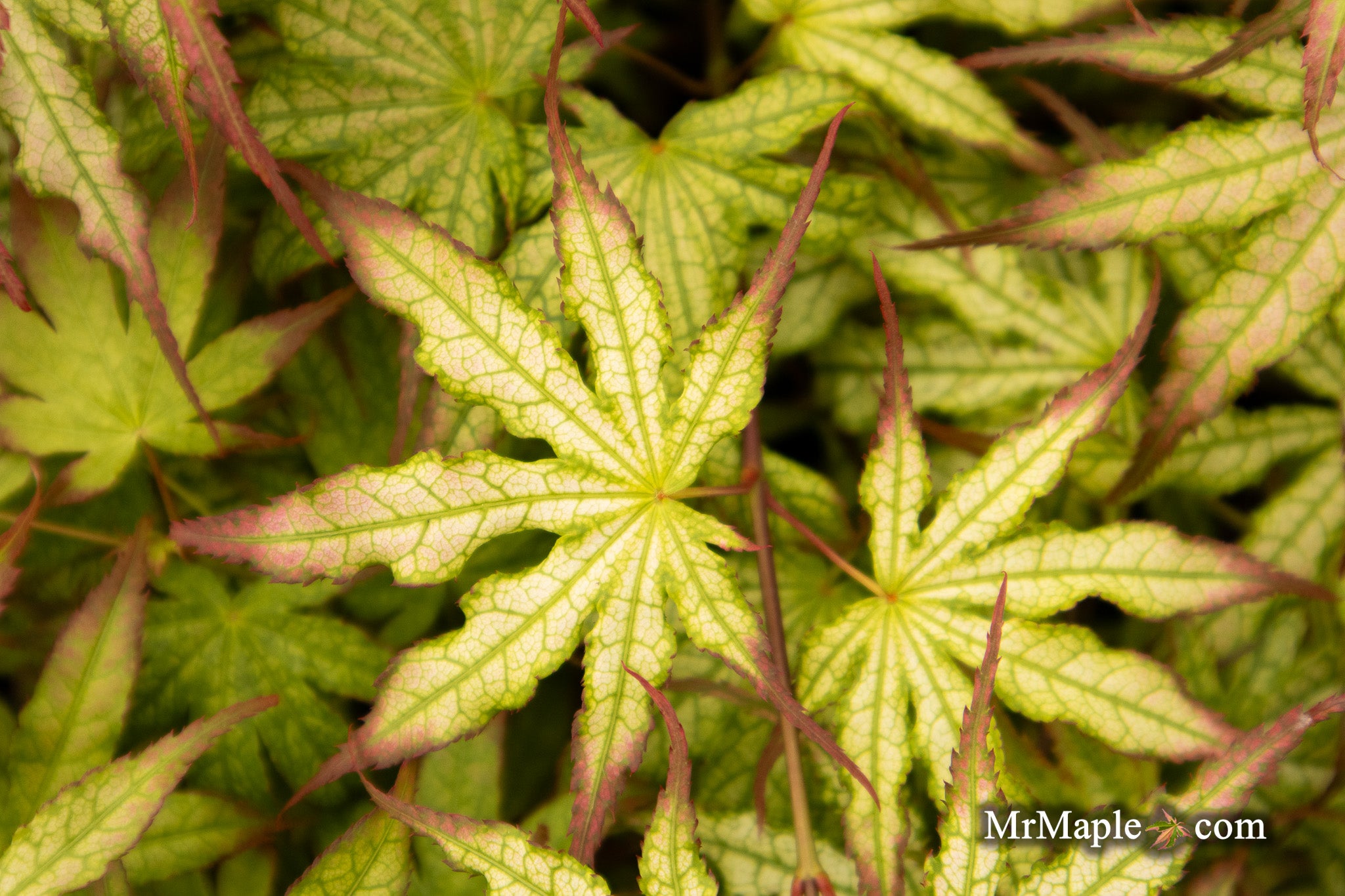 Buy Acer palmatum 'Phantom Flame' Japanese Maple — Mr Maple │ Buy ...