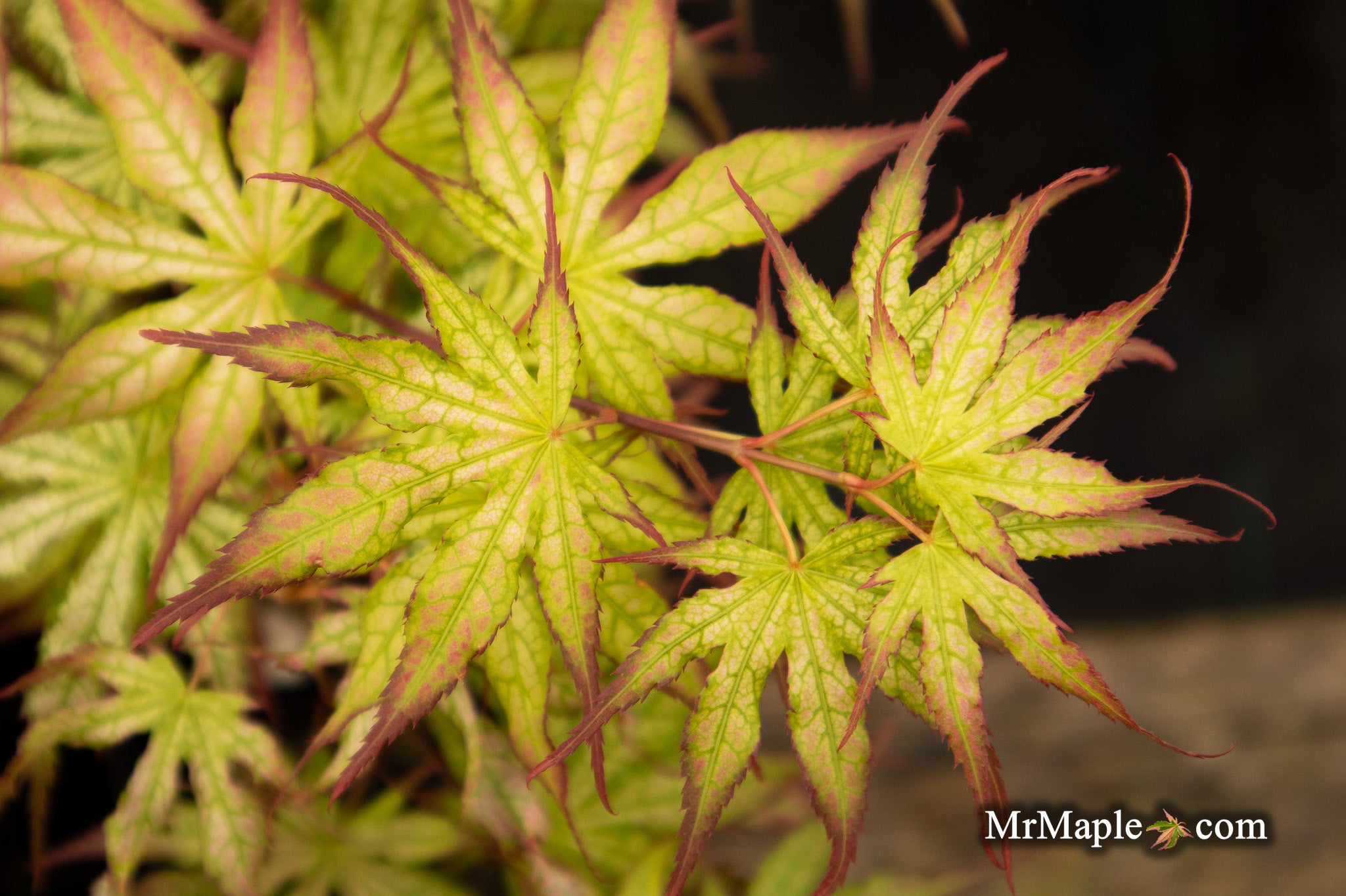 Buy Acer palmatum 'Phantom Flame' Japanese Maple — Mr Maple │ Buy ...