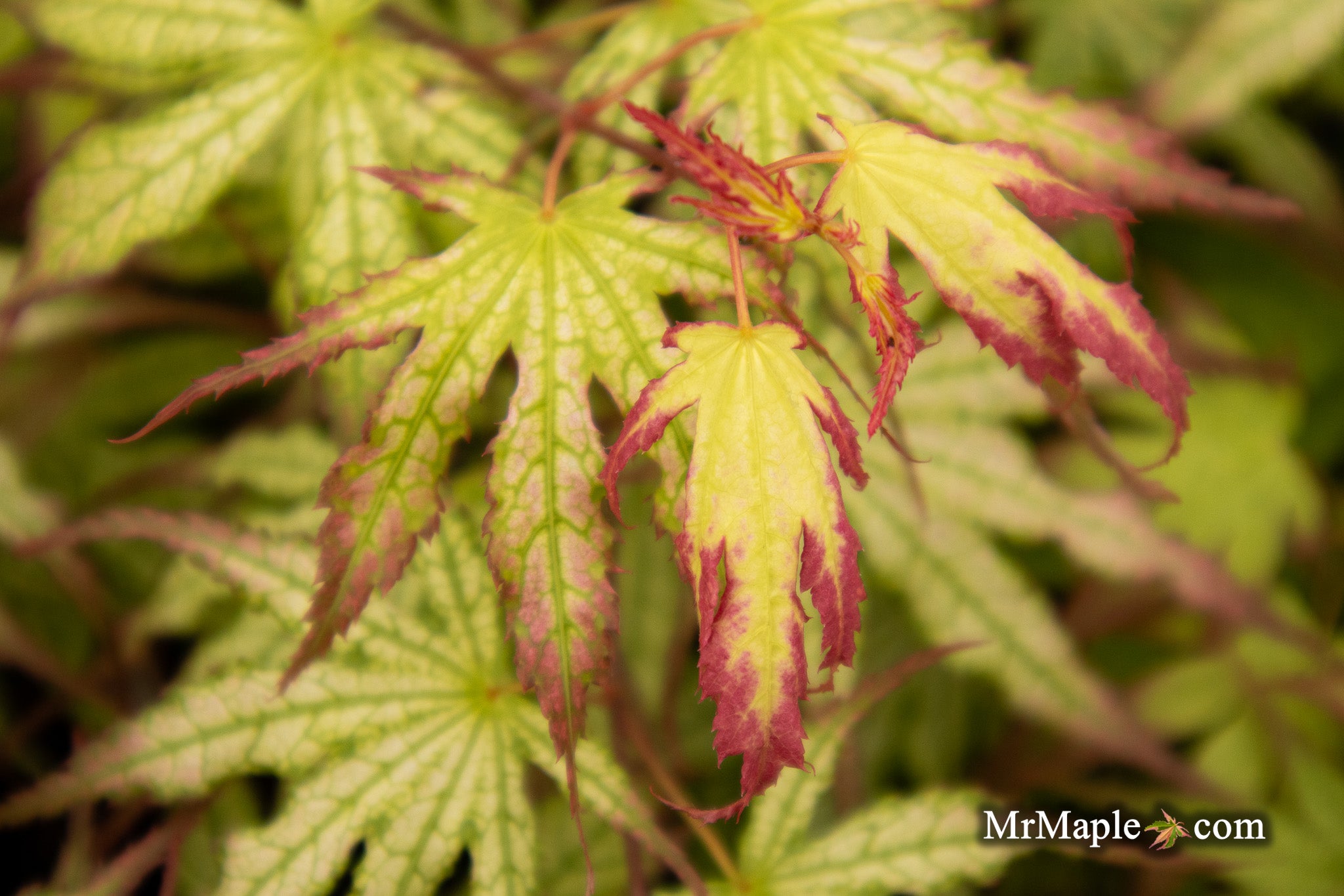 Buy Acer palmatum 'Phantom Flame' Japanese Maple — Mr Maple │ Buy ...