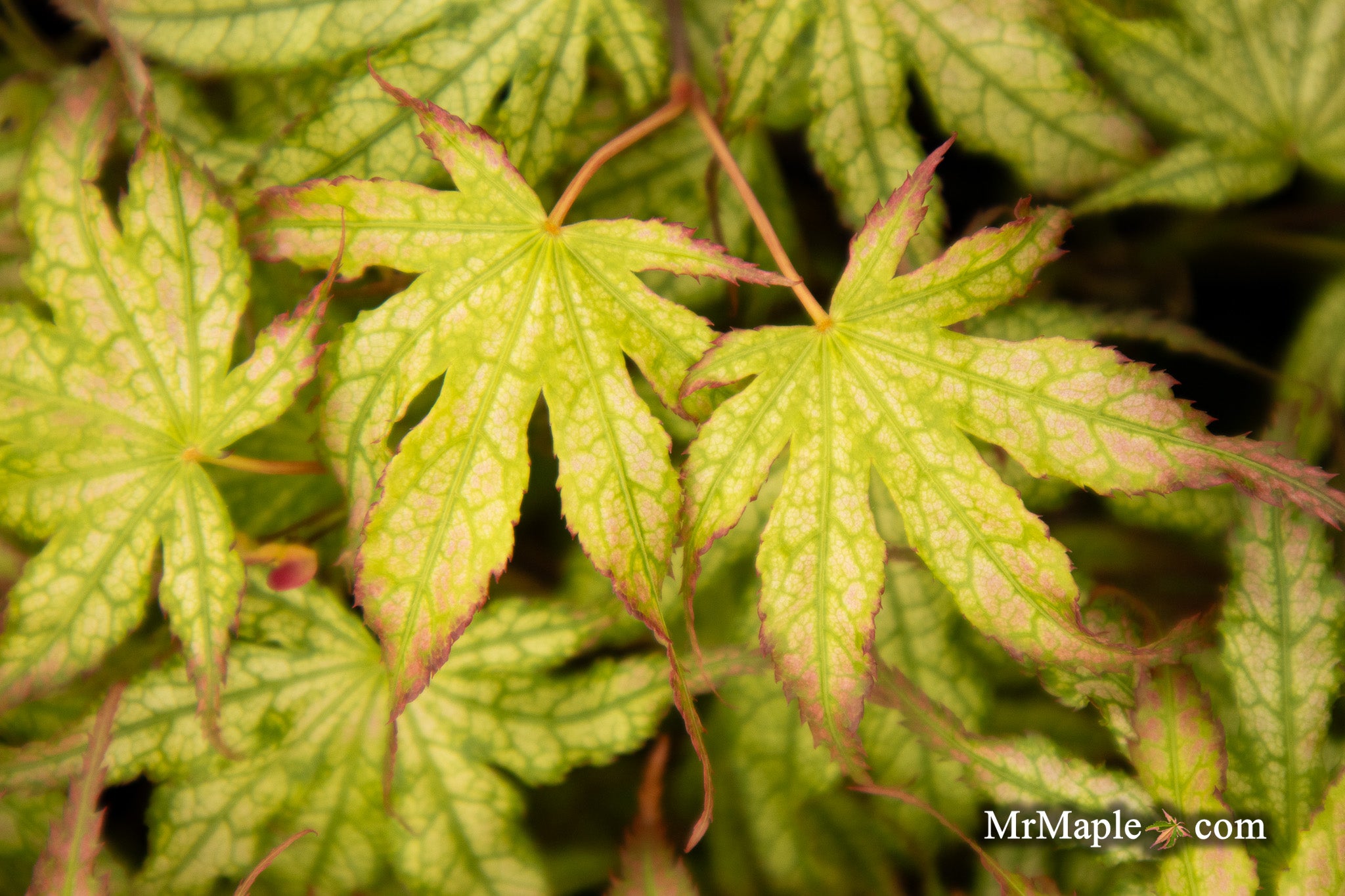 Buy Acer palmatum 'Phantom Flame' Japanese Maple — Mr Maple │ Buy ...