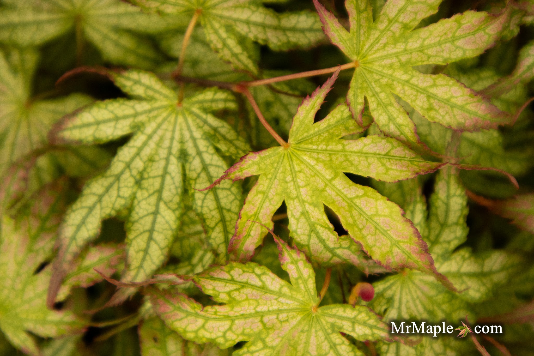 Buy Acer palmatum 'Phantom Flame' Japanese Maple — Mr Maple │ Buy ...