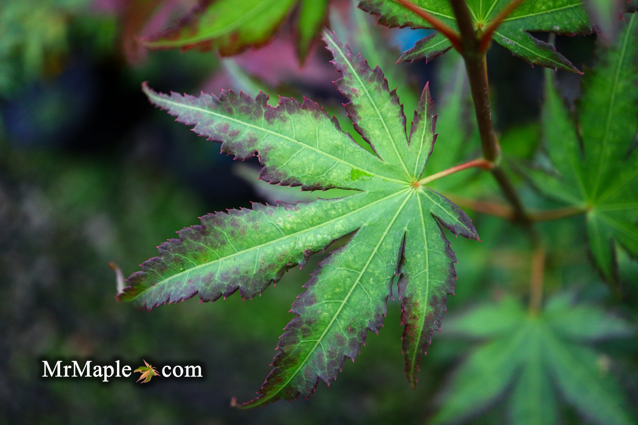 Buy Acer palmatum 'Phantom Flame' Japanese Maple — Mr Maple │ Buy ...