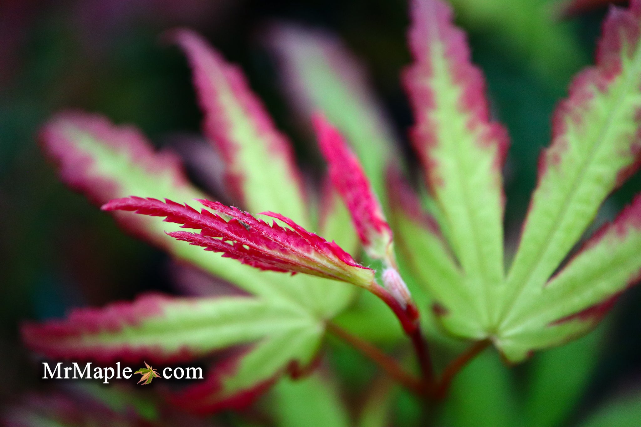 Buy Acer palmatum 'Phantom Flame' Japanese Maple — Mr Maple │ Buy ...