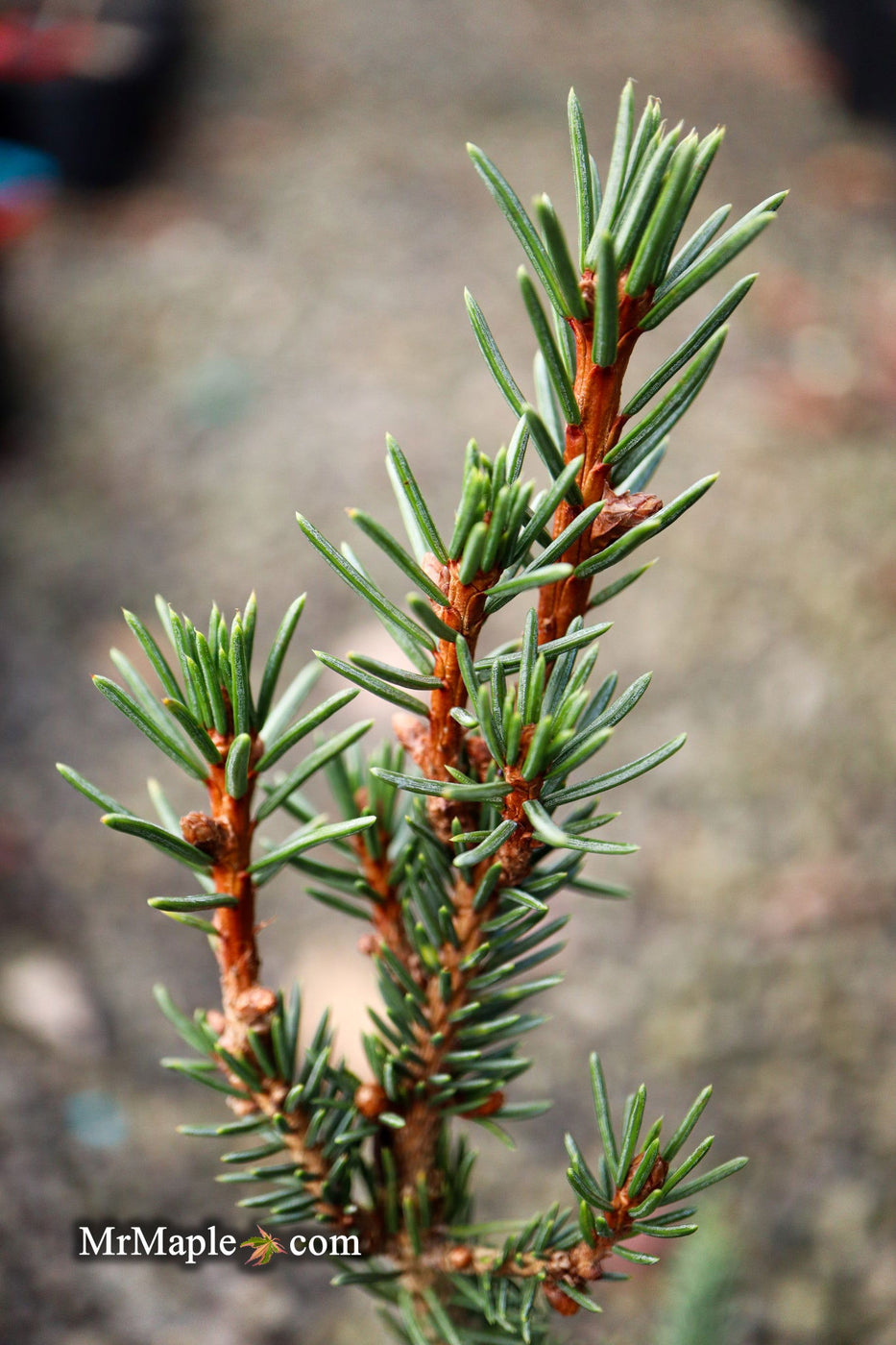 Picea Abies 'Rubra Spicata' Rare Red-Tipped Norway Spruce — Mr Maple ...
