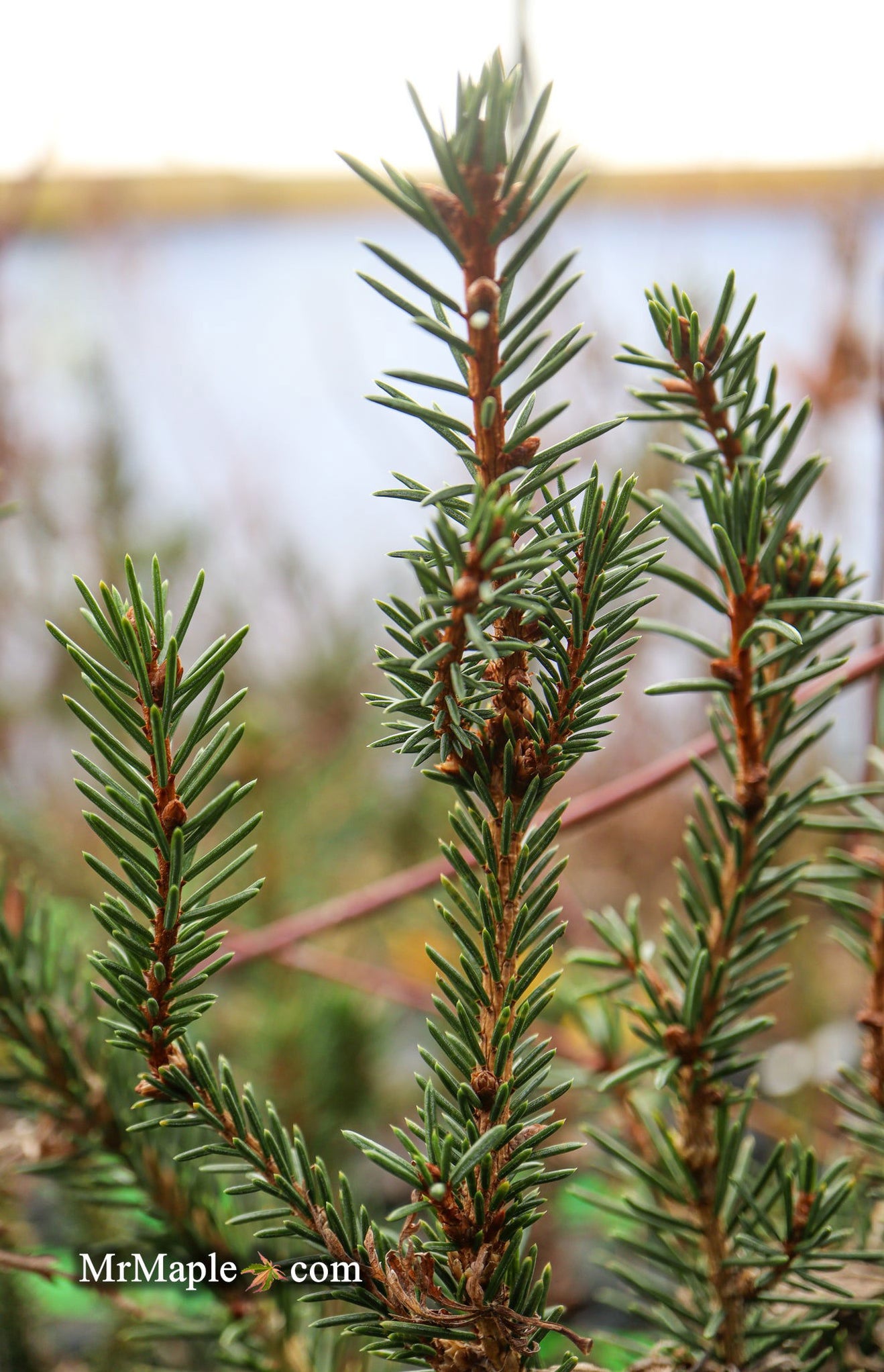 Picea Abies 'Rubra Spicata' Rare Red-Tipped Norway Spruce — Mr Maple ...