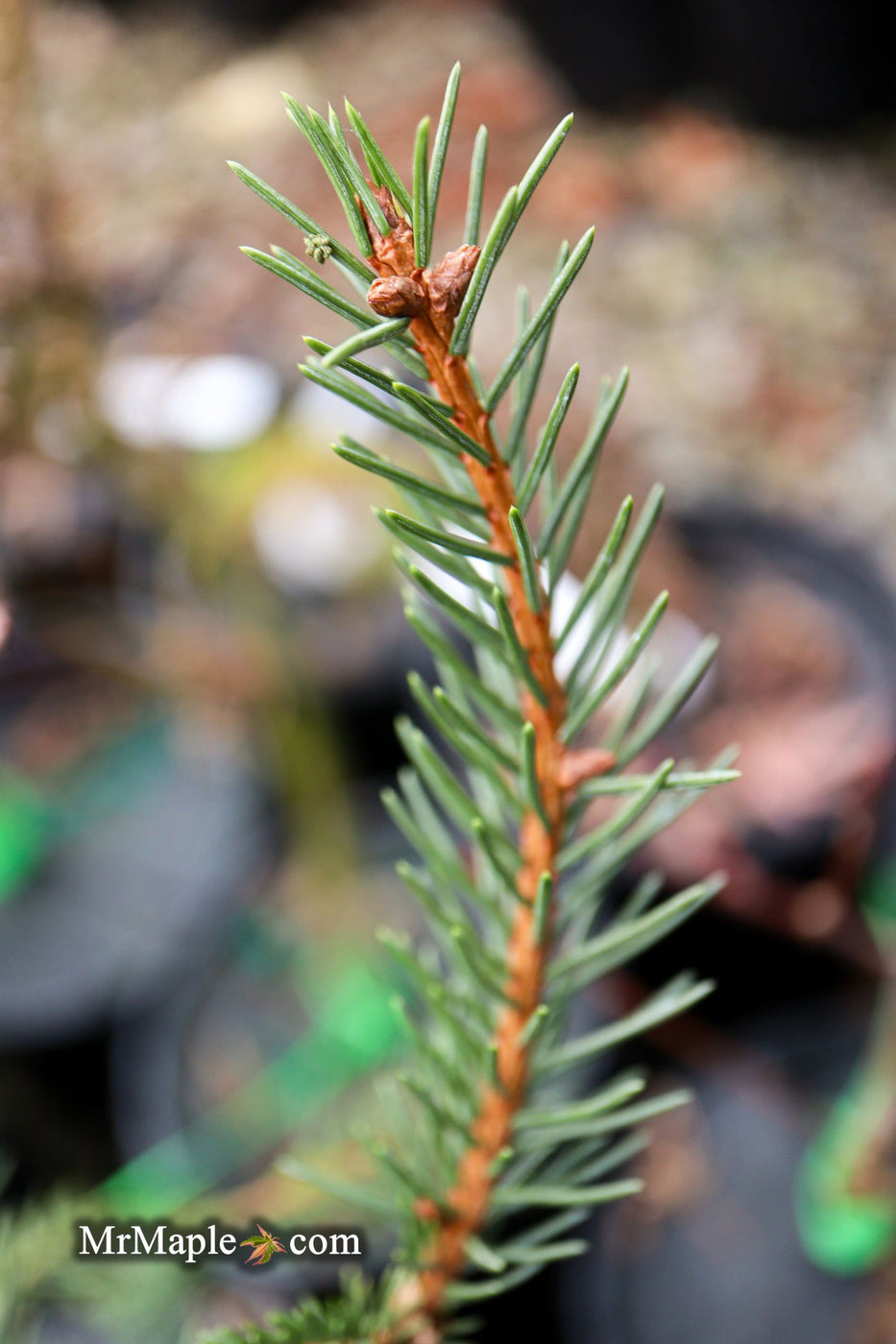 Picea Abies 'Rubra Spicata' Rare Red-Tipped Norway Spruce — Mr Maple ...
