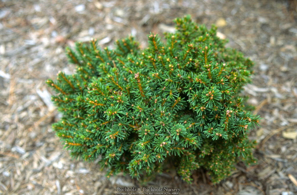 Buy Picea abies 'Dumpy' Rare Dwarf Norway Spruce — Mr Maple │ Buy ...