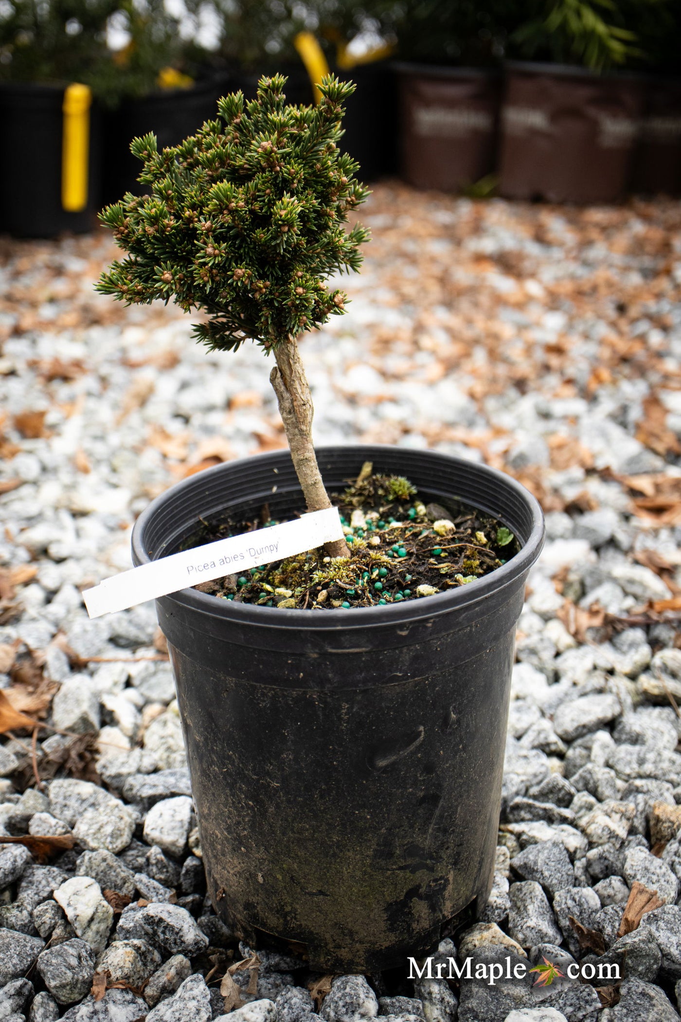 Buy Picea abies 'Dumpy' Rare Dwarf Norway Spruce — Mr Maple │ Buy ...