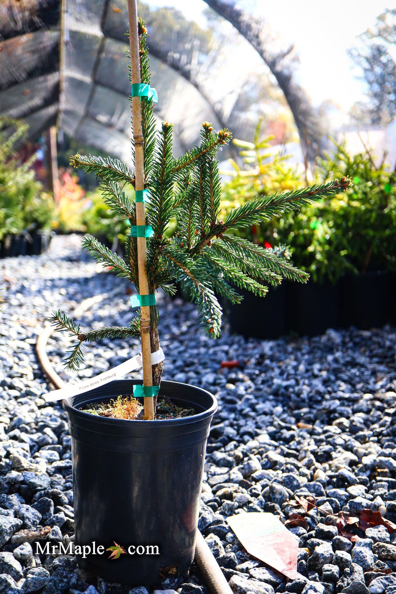 Buy Picea abies 'Frohburg' Weeping Norway Spruce — Mr Maple │ Buy ...