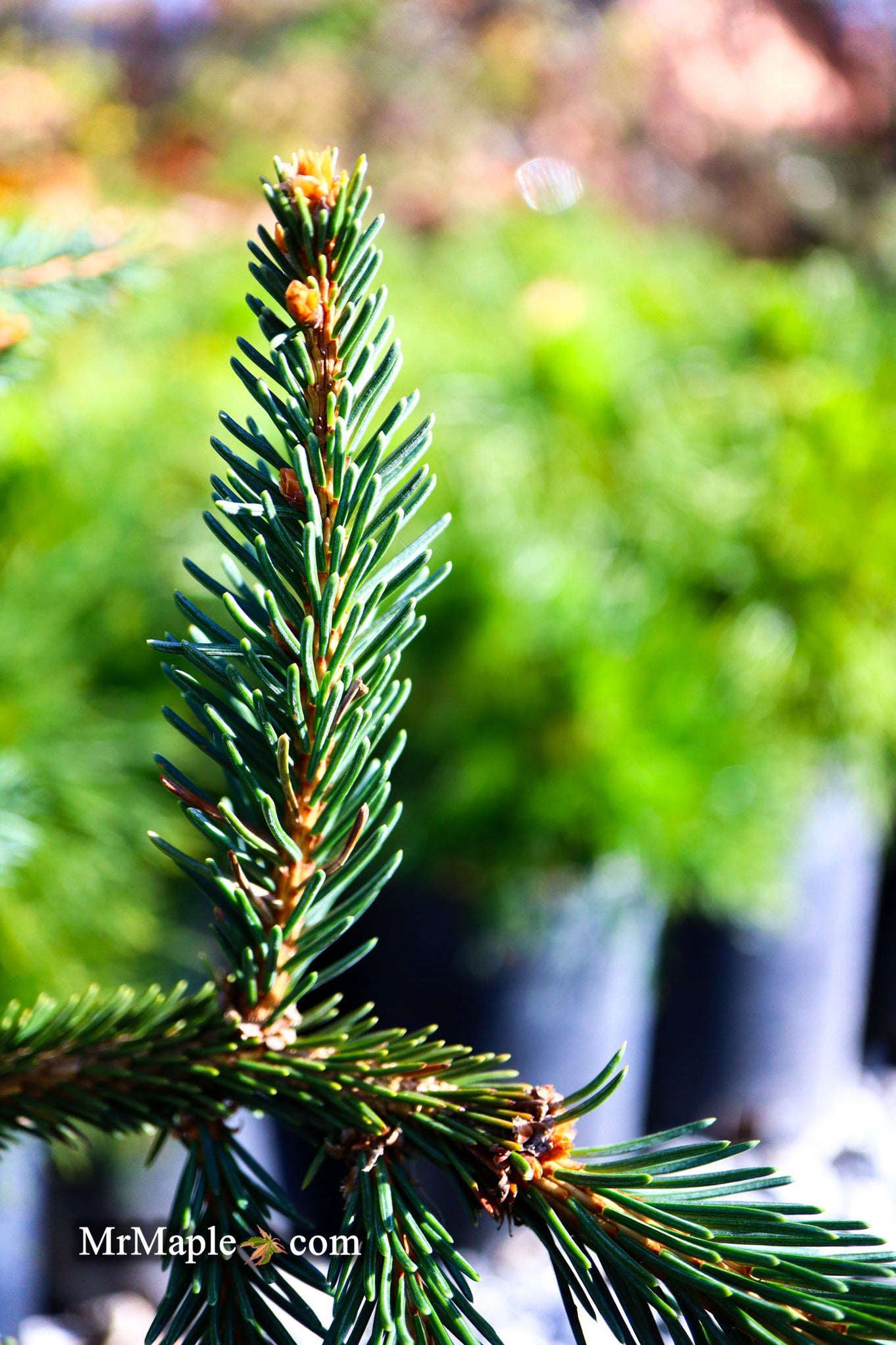 Buy Picea abies 'Frohburg' Weeping Norway Spruce — Mr Maple │ Buy ...