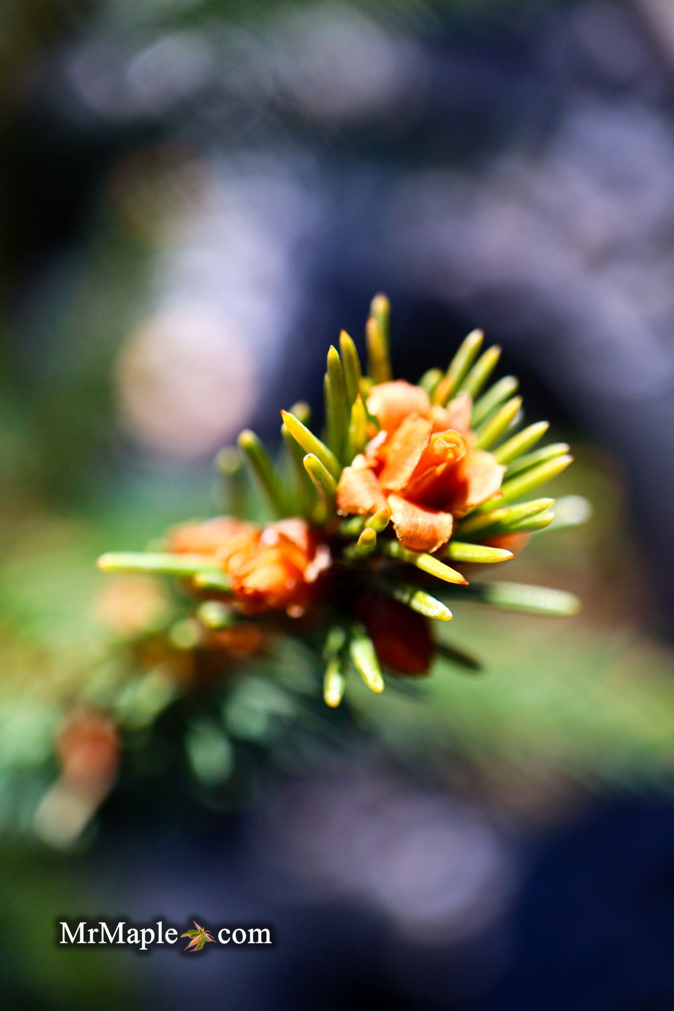 Buy Picea abies 'Frohburg' Weeping Norway Spruce — Mr Maple │ Buy ...