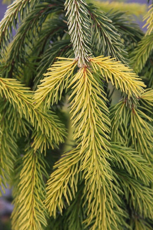 Buy Picea abies 'Gold Drift' Weeping Golden Norway Spruce — Mr Maple │ Buy Japanese Maple Trees
