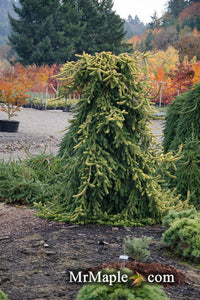Buy Picea abies 'Gold Drift' Weeping Golden Norway Spruce — Mr Maple │ Buy Japanese Maple Trees