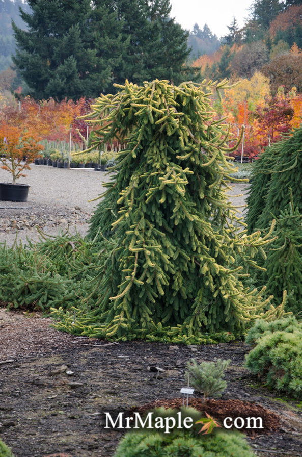 Buy Picea abies 'Gold Drift' Weeping Golden Norway Spruce — Mr Maple │ Buy Japanese Maple Trees