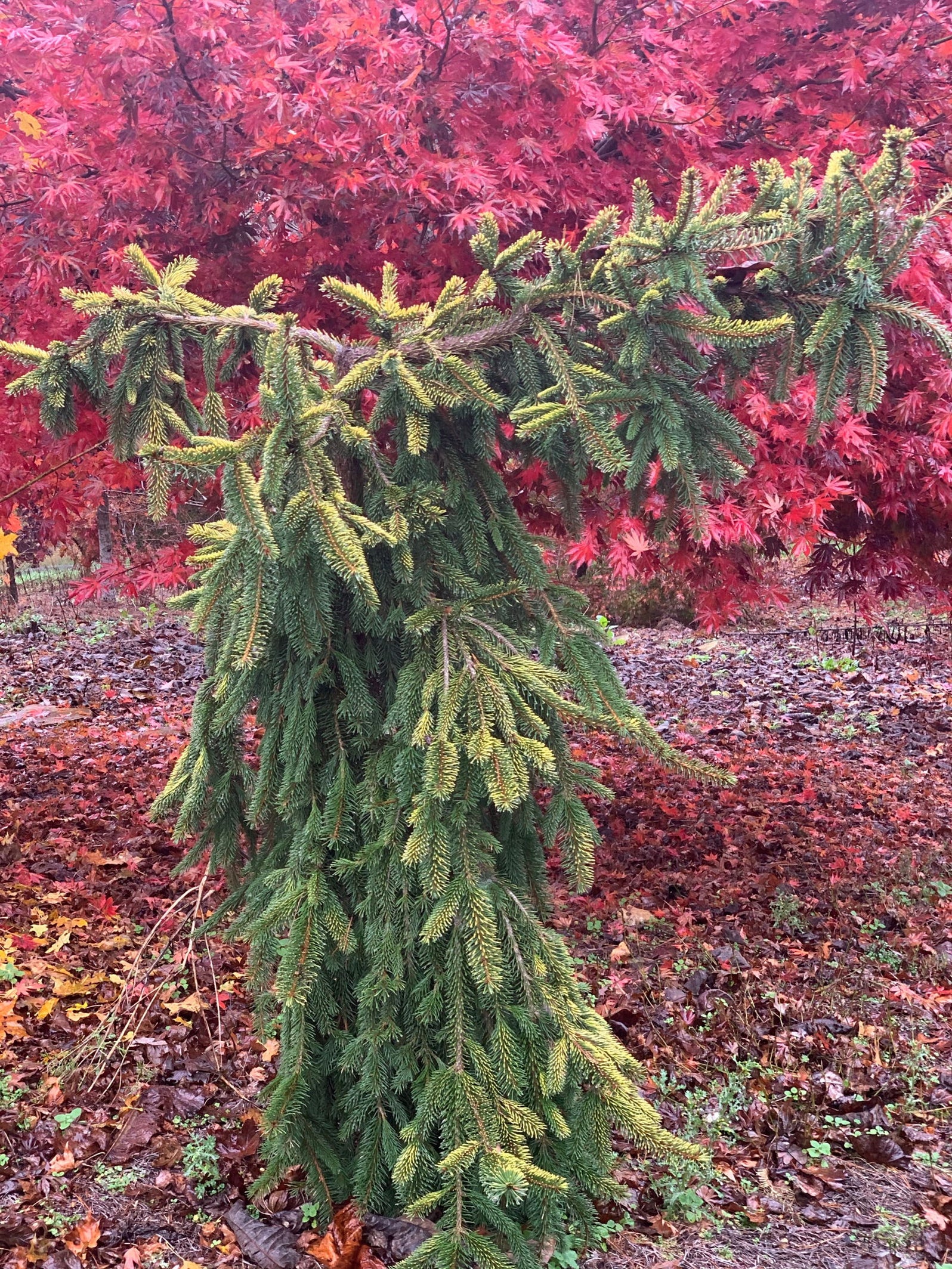 Buy Picea abies 'Gold Drift' Weeping Golden Norway Spruce — Mr Maple │ Buy Japanese Maple Trees