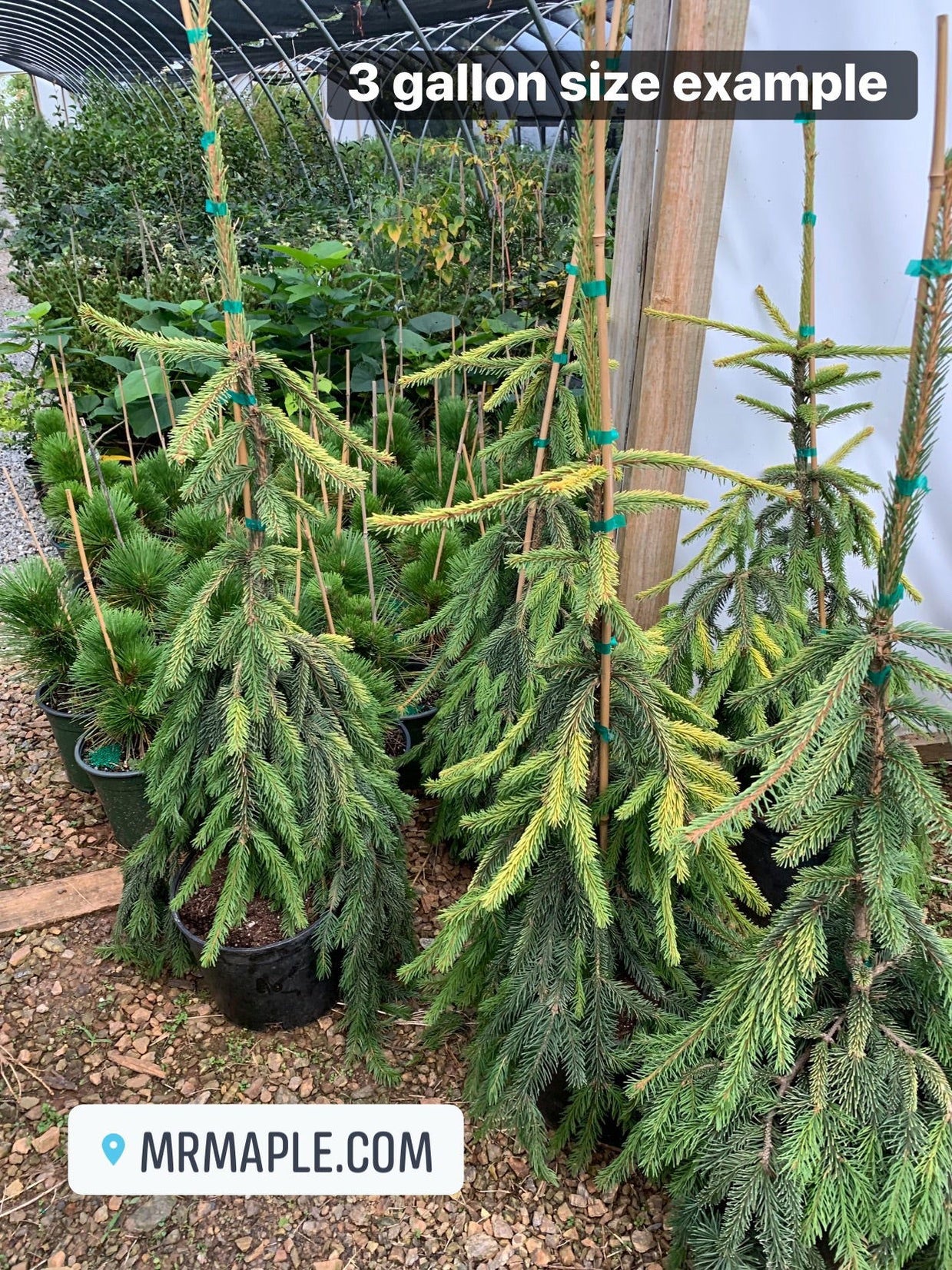 Buy Picea abies 'Gold Drift' Weeping Golden Norway Spruce — Mr Maple │ Buy Japanese Maple Trees