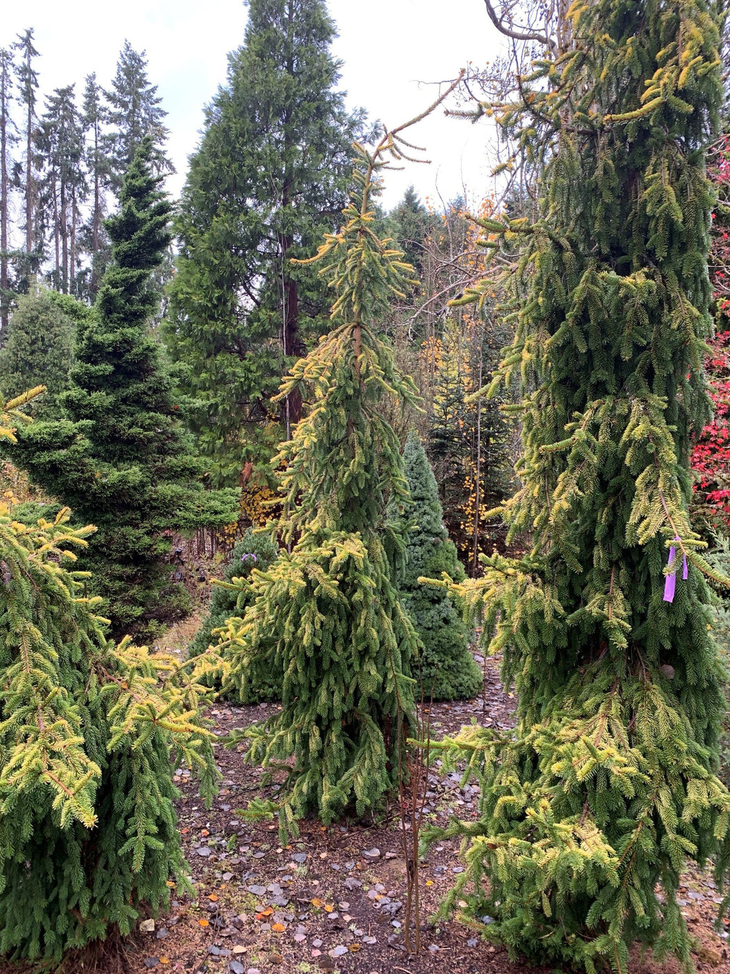 Buy Picea abies 'Gold Drift' Weeping Golden Norway Spruce — Mr Maple │ Buy Japanese Maple Trees