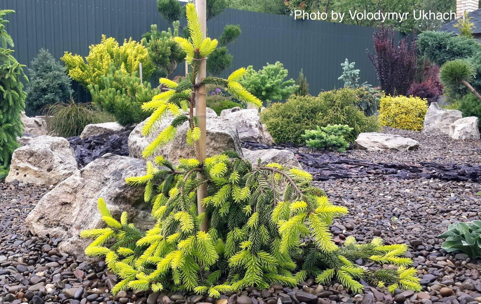 Buy Picea abies 'Gold Drift' Weeping Golden Norway Spruce — Mr Maple │ Buy Japanese Maple Trees