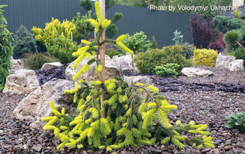 Buy Picea abies 'Gold Drift' Weeping Golden Norway Spruce — Mr Maple │ Buy Japanese Maple Trees