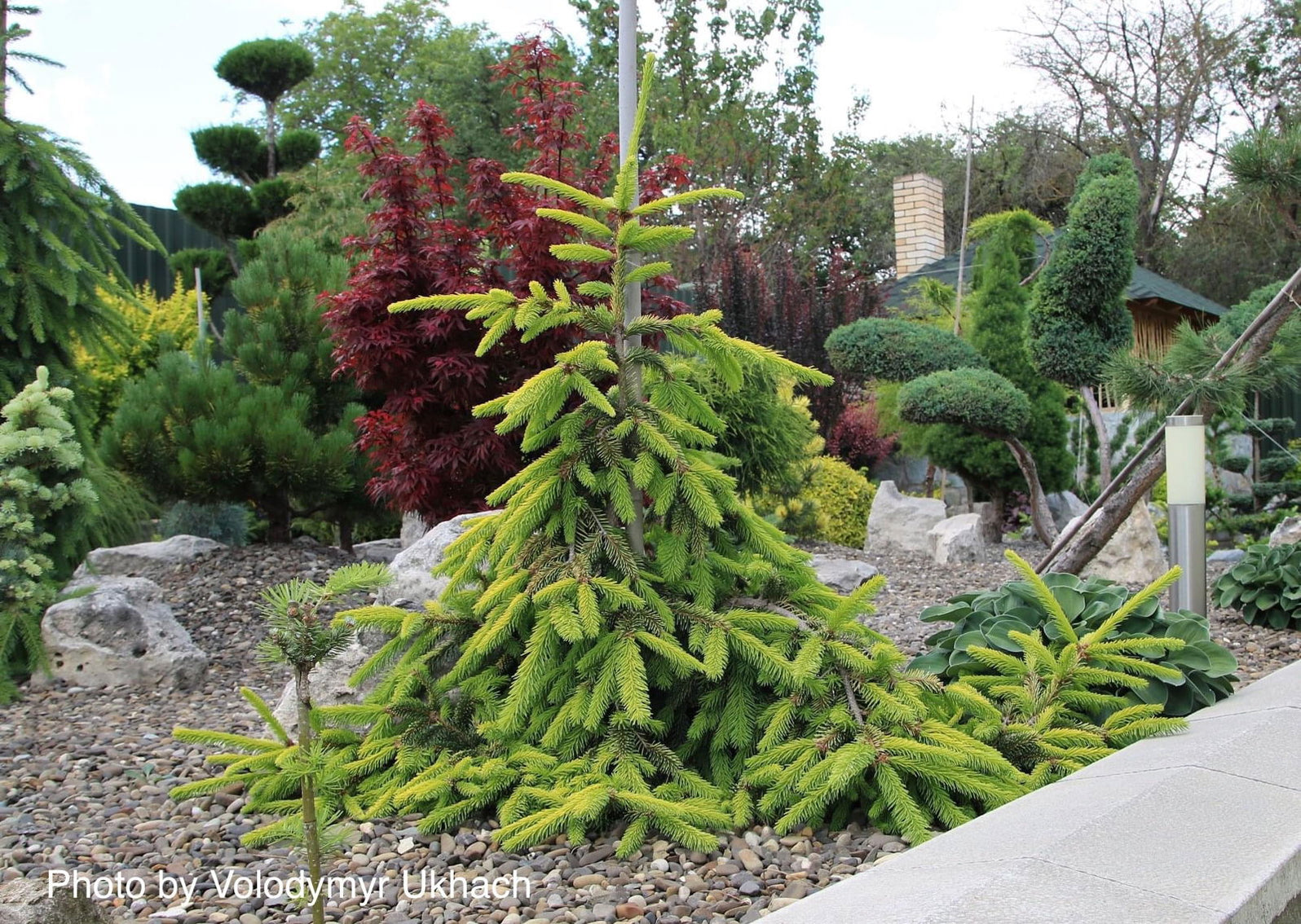 Buy Picea abies 'Gold Drift' Weeping Golden Norway Spruce — Mr Maple │ Buy Japanese Maple Trees