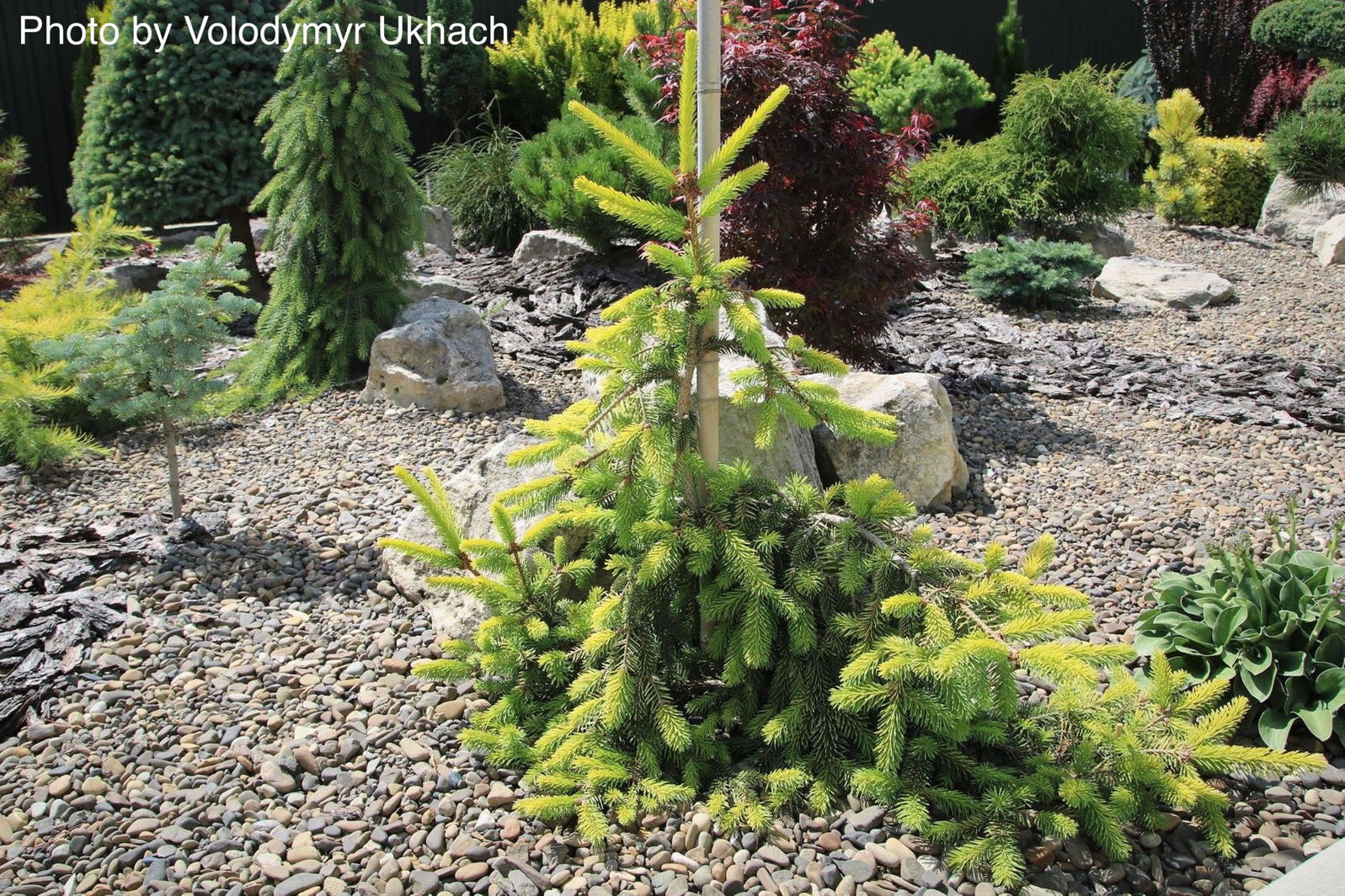 Buy Picea abies 'Gold Drift' Weeping Golden Norway Spruce — Mr Maple │ Buy Japanese Maple Trees