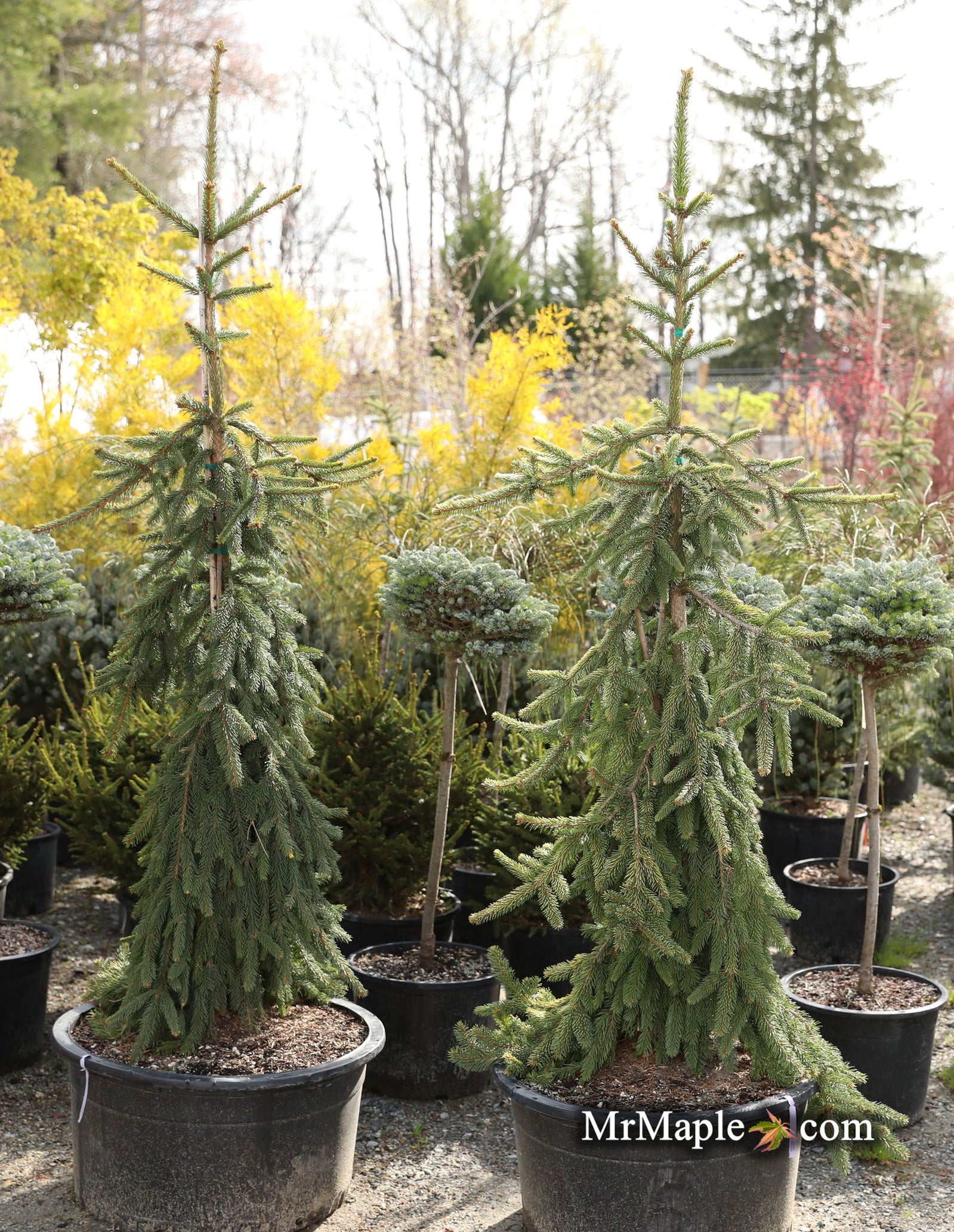 Buy Picea abies 'Gold Drift' Weeping Golden Norway Spruce — Mr Maple │ Buy Japanese Maple Trees