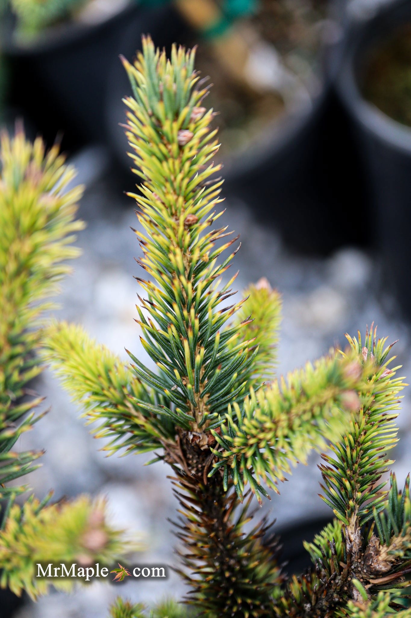 Picea abies 'Gold Dust' Norway Spruce — Mr Maple │ Buy Japanese Maple Trees