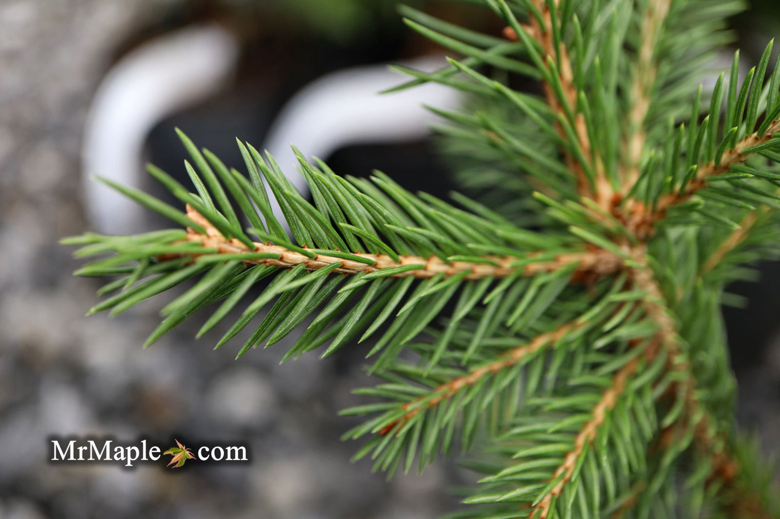Picea abies 'Gold Fingers' Norway Spruce — Mr Maple │ Buy Japanese ...